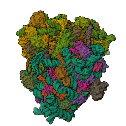 RCSB PDB - 8XSX: Cryo-EM structure of the human 80S ribosome with ...