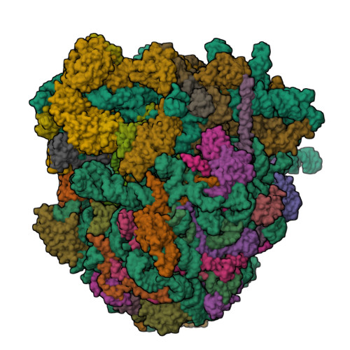 RCSB PDB - 8XU8: State 2c(S2c) of yeast 80S ribosome bound to compact ...