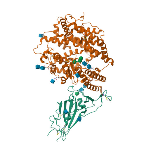 RCSB PDB - 8XV1: Structure of SARS-CoV-2 BA.2.86 spike RBD in complex ...