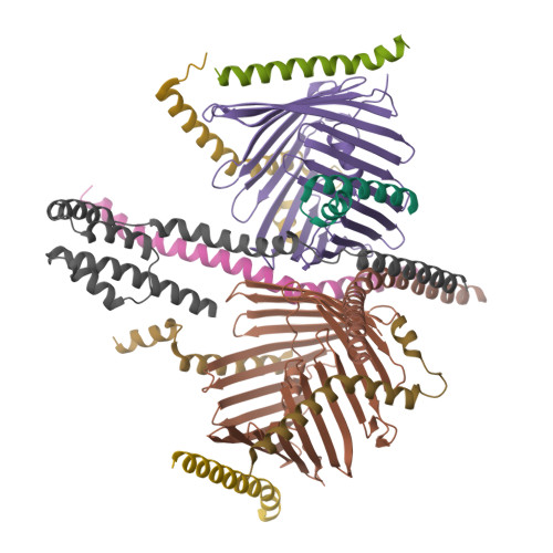 RCSB PDB - 8XVA: Human TOM complex with whole Tom20