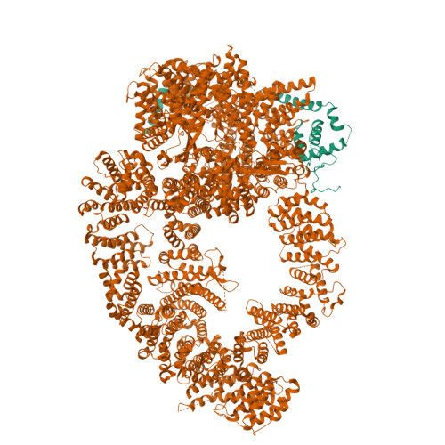 RCSB PDB - 8XVV: The TRRAP module of human NuA4/TIP60 complex