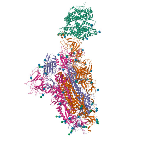 RCSB PDB - 8XZ8: BA.2.86 Spike in complex with bovine ACE2 (bound 1 ACE2)