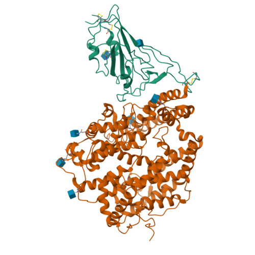 RCSB PDB - 8XZA: BA.2.86 Spike in complex with bovine ACE2 (Local ...
