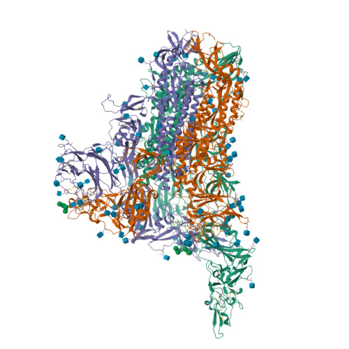 RCSB PDB - 8Y1B: 1up-2 conformation of HKU1-B S protein after ...