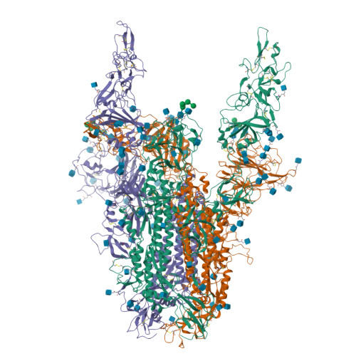 RCSB PDB - 8Y1H: The 2up formation of the HKU1-B S protein in the apo state