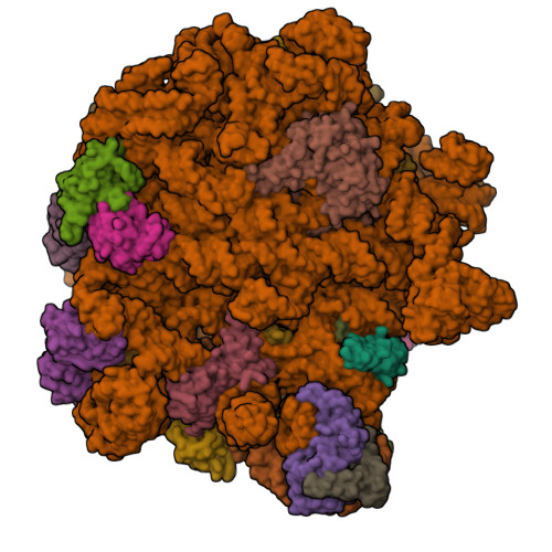 RCSB PDB - 8Y37: Cryo-EM structure of Staphylococcus aureus (15B196 ...