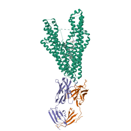 RCSB PDB - 8Y6H: P-glycoprotein in complex with UIC2 Fab and triple ...