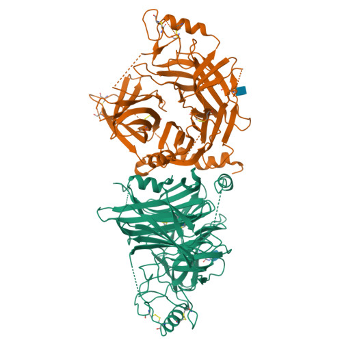 RCSB PDB - 8YBF: Crystal structure of canine distemper virus hemagglutinin