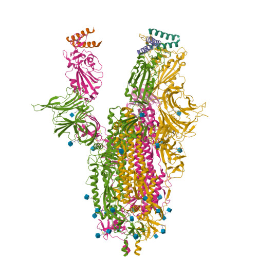 RCSB PDB - 8YDX: Cryo-EM structure of SARS-CoV-2 spike ectodomain (HexaPro, Omicron BA.2 variant ...