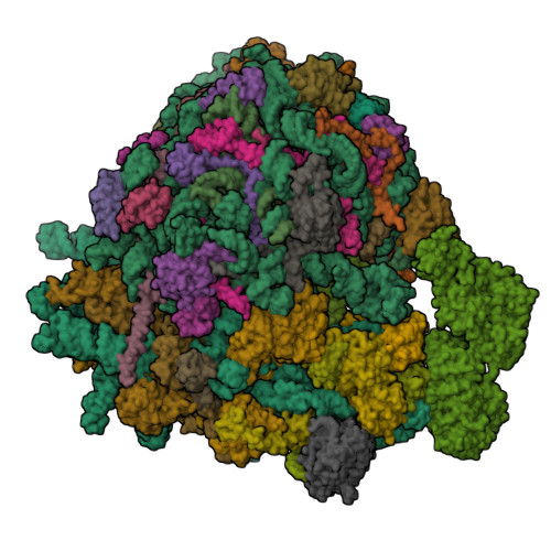 RCSB PDB - 8YLD: State 4a (S4a) of yeast 80S ribosome bound to 2 tRNAs ...