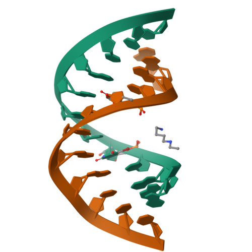 RCSB PDB - 8YNO: RNA duplex containing Formamide