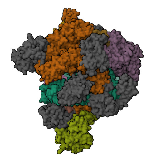 RCSB PDB - 8YQY: ASFV RNA polymerase-M1249L complex complete