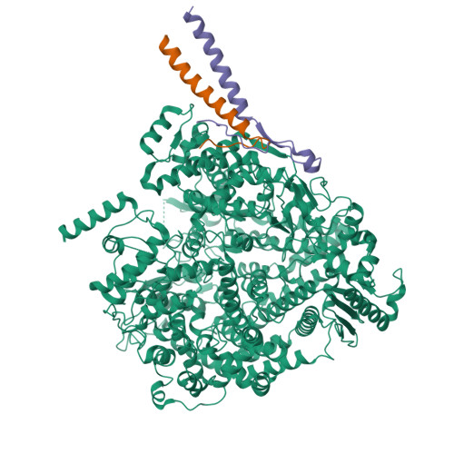 RCSB PDB - 8YXM: Structure of N-terminal domain of L protein bound with ...