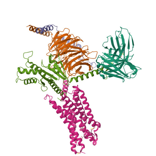 RCSB PDB - 8YYW: Cryo-EM structure of OXGR1 bound to alpha ...