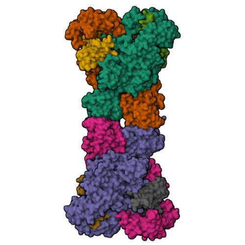 RCSB PDB - 8Z18: The tetramer complex of DSR2 and tube-forming domain ...