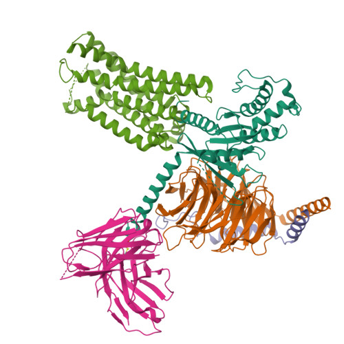 RCSB PDB - 8Z3Q: Cryo-EM structure of the hGPR4-Gs complex in pH7.6