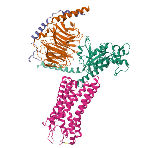 RCSB PDB - 8Z5H: Cryo-EM structure of the hGPR68-Gs complex in pH6.0