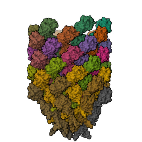 RCSB PDB - 8Z5Z: Cryo-EM structure of the R-hook of the polar flagellum