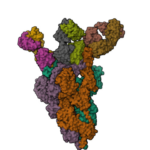 RCSB PDB - 8ZBZ: SARS-CoV-2 Omicron BA.2 spike trimer (6P) in complex ...