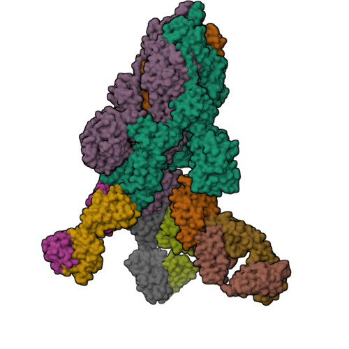 RCSB PDB - 8ZC3: SARS-CoV-2 Omicron BA.4 spike trimer (6P) in complex ...