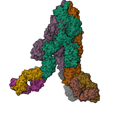 RCSB PDB - 8ZC4: SARS-CoV-2 Omicron BA.4 spike trimer (6P) in complex ...