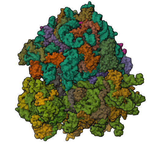 RCSB PDB - 8ZGY: 80S ribosome with P/E tRNA and mRNA of WNV