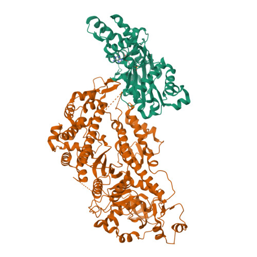 RCSB PDB - 8ZIU: Mouse MYH6 R404Q left ventricle actin and myosin complex