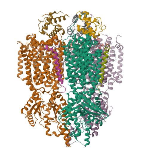 RCSB PDB - 8ZKP: Cryo-EM structure of the efflux transporter MmpL5/MmpS5 from Mycobacterium ...