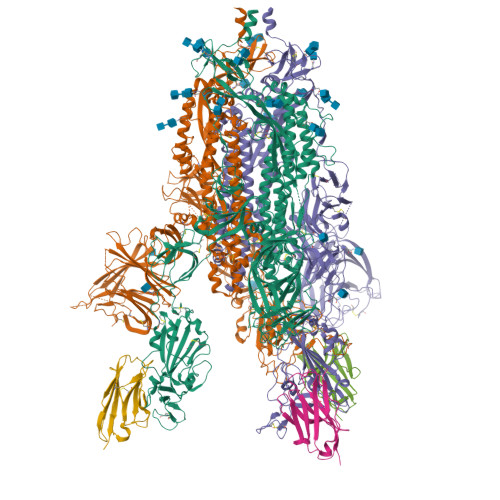 RCSB PDB - 9ATO: XBB.1.5 spike/Nanosota-3C complex
