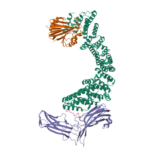 RCSB PDB - 9AU7: Human Retriever VPS35L/VPS29/VPS26C complex bound to ...