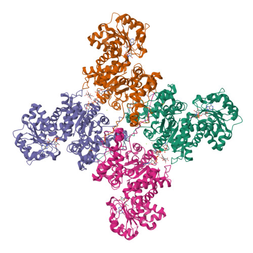 RCSB PDB - 9AYI: Human malic enzyme 2 cofactor complex at 1.89 Angstrom.