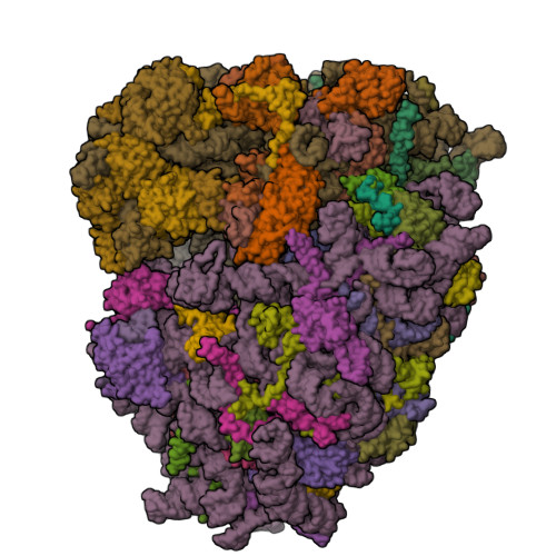 RCSB PDB - 9AZC: In situ human 80S ribosome (Consensus map)