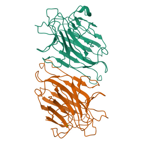 RCSB PDB - 9B34: Structure of concanavalin A (ConA) dimer from the open ...