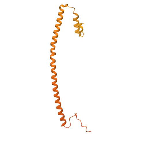 RCSB PDB - 9BDQ: The structure of NiV L-P complex