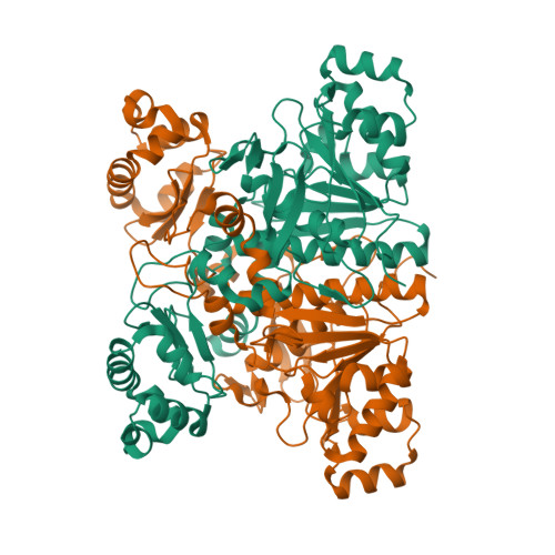 RCSB PDB - 9BR6: Crystal structure of human succinyl-CoA:glutarate-CoA ...