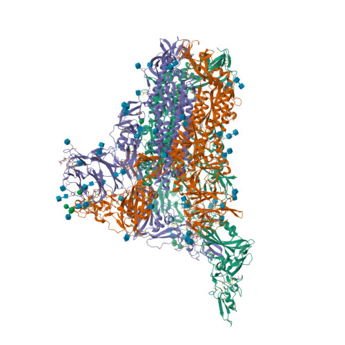 RCSB PDB - 9BSY: Cryo-EM structure of HCoV-HKU1 glycoprotein in complex ...