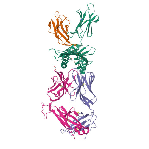 RCSB PDB - 9BTX: Structure of human MAIT A-F7 TCR in complex with human ...