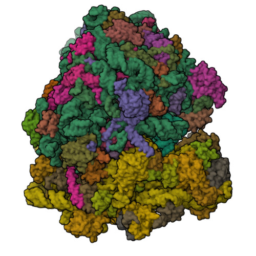 RCSB PDB - 9BUT: Single particle CryoEM structure of the Pf80S ribosome ...