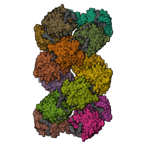 RCSB PDB - 9C4H: Double helical structure of influenza D RNP complex
