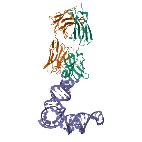 RCSB PDB - 9C75: The crystal structure of HIV-1 Rev Response Element ...