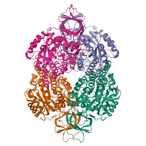 RCSB PDB - 9C86: Structure of endogenous asymmetric DPYSL2 from rat ...