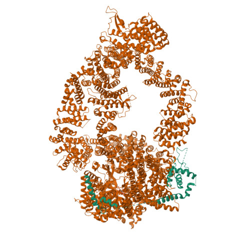 RCSB PDB - 9CAF: Cryo-EM structure of the reconstituted TRRAP lobe of ...