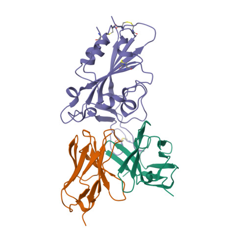 RCSB PDB - 9CFE: Cryo-EM Local Refinement of Antibody 19-77 in complex with prefusion SARS-CoV-2 ...