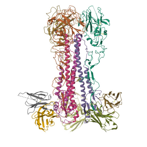 RCSB PDB - 9CJZ: CryoEM structure of NC99 hemagglutinin trimer in ...