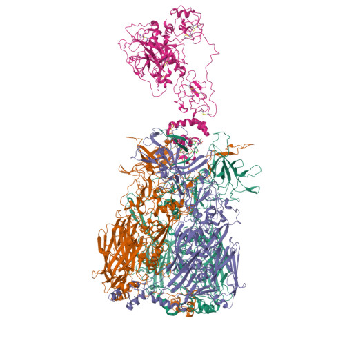 RCSB PDB - 9CMO: Cryo-EM model derived from localized reconstruction of Ad657-hexon-FII complex ...