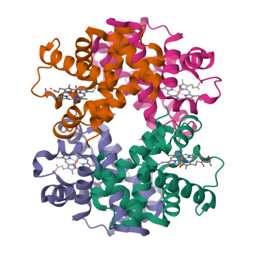 RCSB PDB - 9CQM: Human OxyHb (C1 symmetry) obtained using the SPT ...