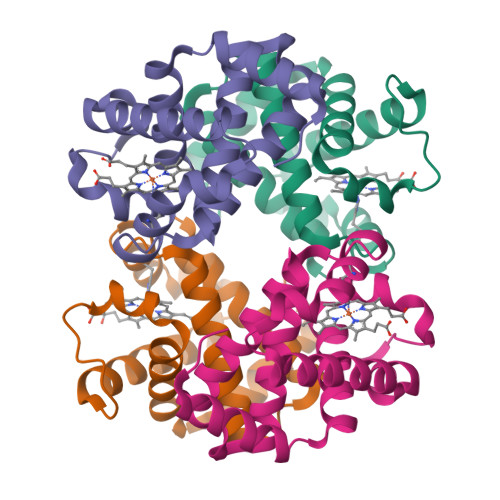 RCSB PDB - 9CQQ: Human metHb (C1 symmetry) obtained using the SPT ...