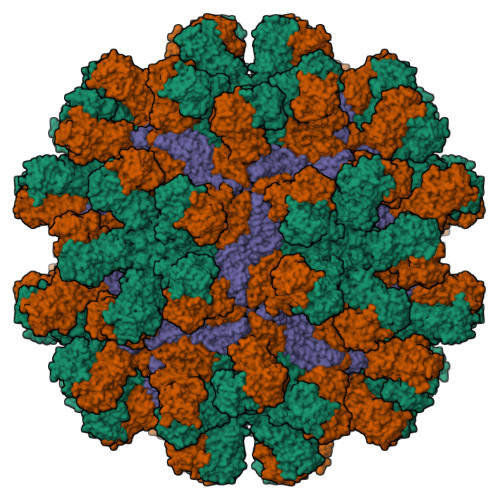 RCSB PDB - 9CVF: Cryo-EM structure of Tulane virus 9-6-17 variant ...