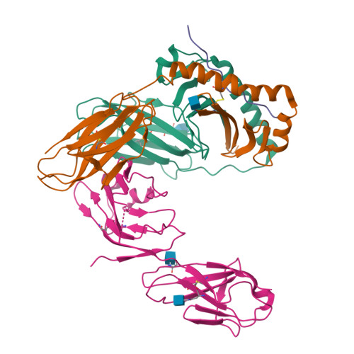 RCSB PDB - 9CYL: Structure of LAG3 loop1 deletion bound to the MHC ...