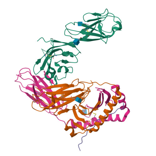 RCSB PDB - 9CYM: Structure of LAG3 bound to the MHC class II molecule I ...